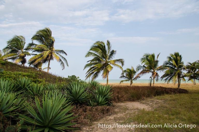 🌴 2 días en las playas de Benin: Grand Popo y alrededores