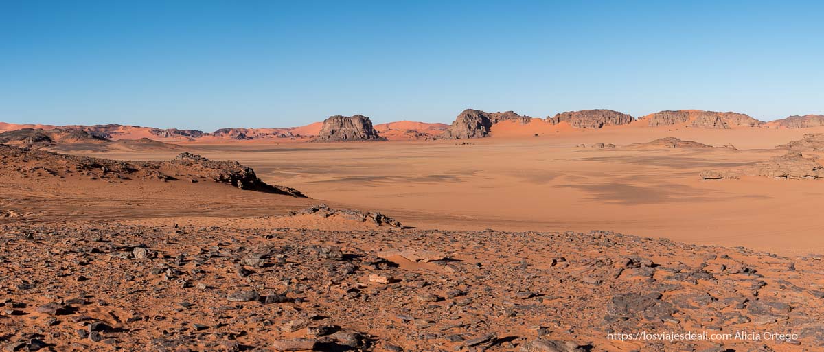 🏝️ Fauna y flora del desierto del Sahara sorprendente