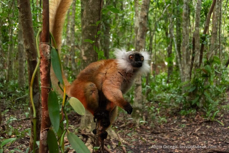 Lémures de Madagascar: Guía con 10 especies y dónde verlas