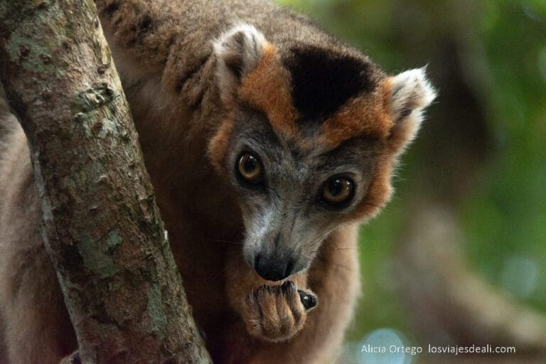 Lémures de Madagascar: Guía con 10 especies y dónde verlas