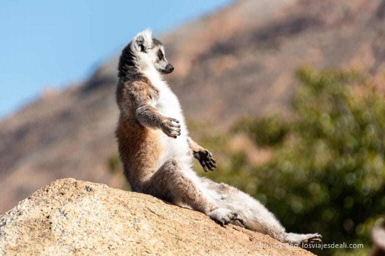 Lémures de Madagascar: Guía con 10 especies y dónde verlas