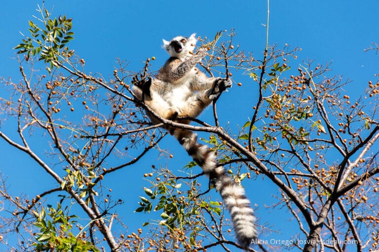 Lémures de Madagascar: Guía con 10 especies y dónde verlas