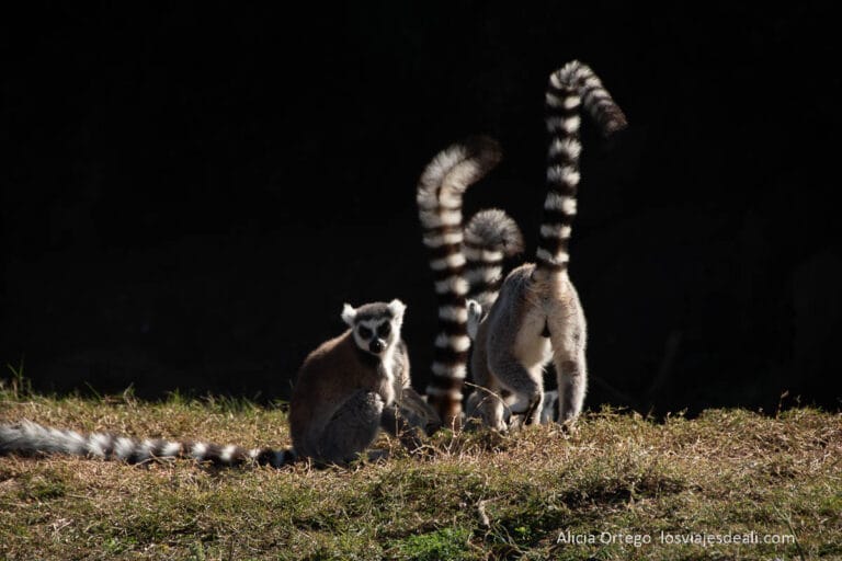 Lémures de Madagascar: Guía con 10 especies y dónde verlas