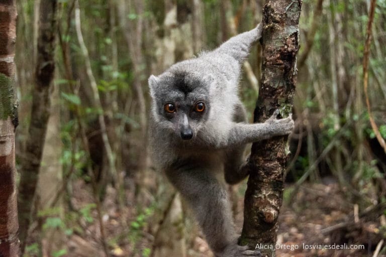 Lémures de Madagascar: Guía con 10 especies y dónde verlas