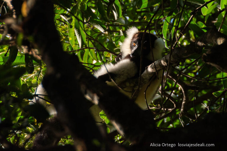 Lémures de Madagascar: Guía con 10 especies y dónde verlas